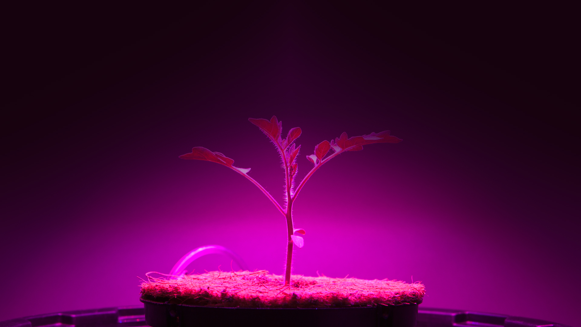 Wat zijn fotonen? | kweekverlichting cobgrowled.com - COB Grow LED ...